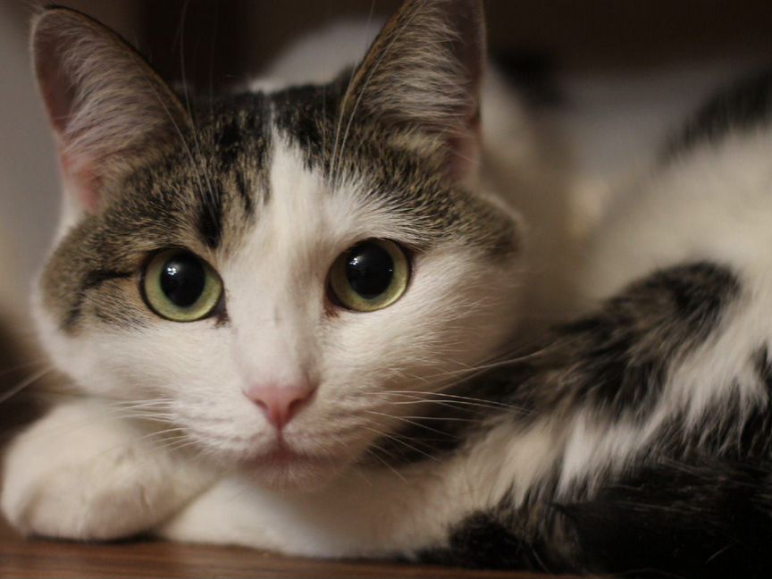 Кошка