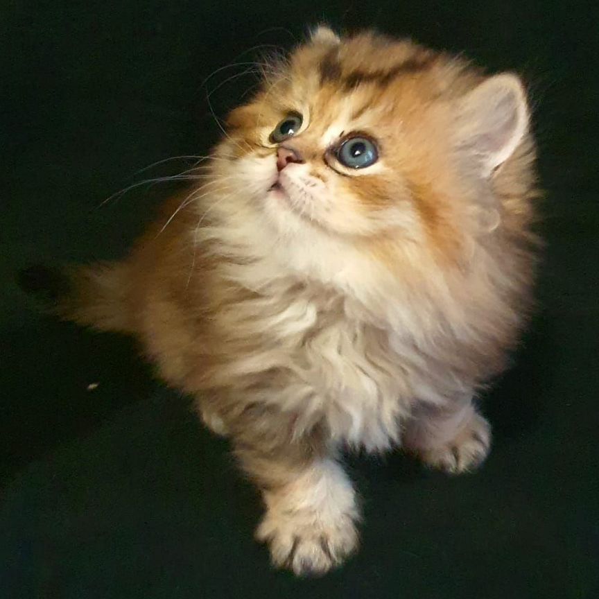 Котята золотая шиншилла