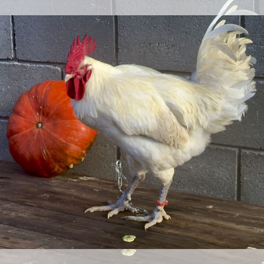 Молодые петухи Бресс Гальской породы