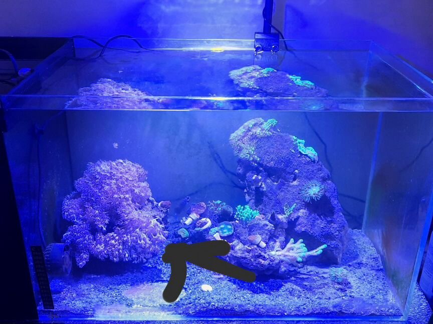 Ксения Пульсирующая обмен