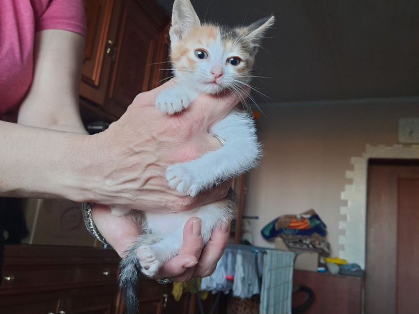 Котята в добрые руки бесплатно