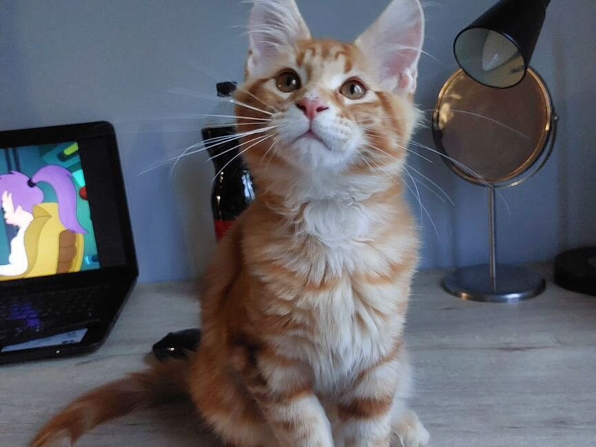 Мейн-кун котик