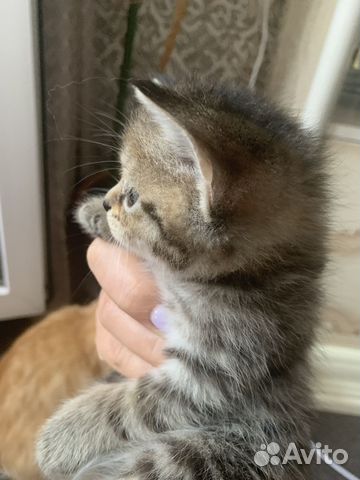 Две маленьких кошечки