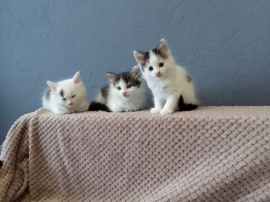 Котята отдам бесплатно. Корм едят, в лоток ходят