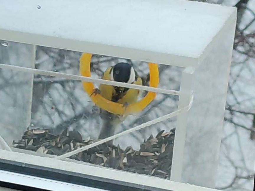 Кормушка для синичек