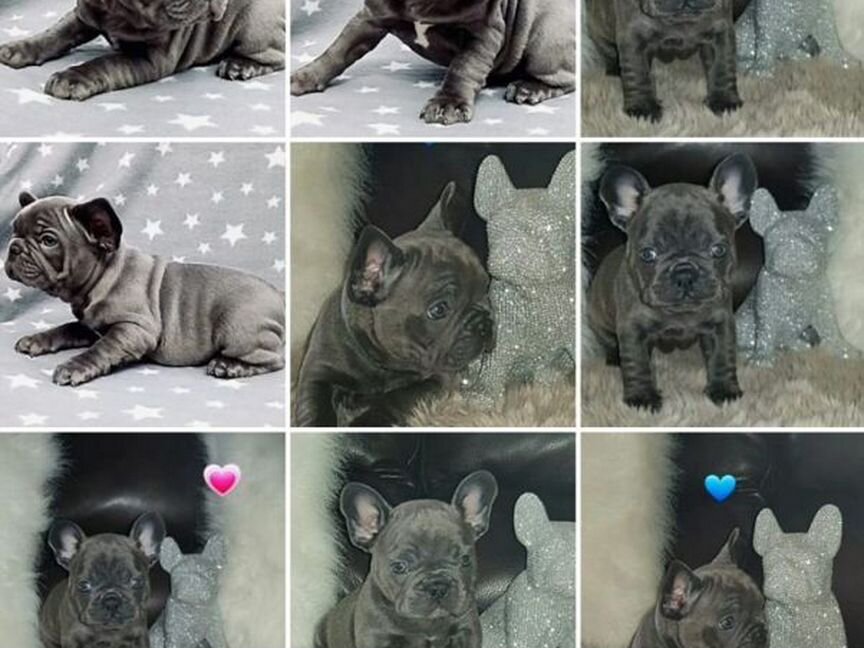 Французский бульдог