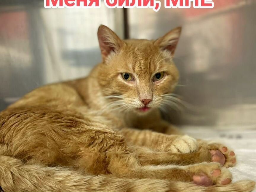 Лаврентия били