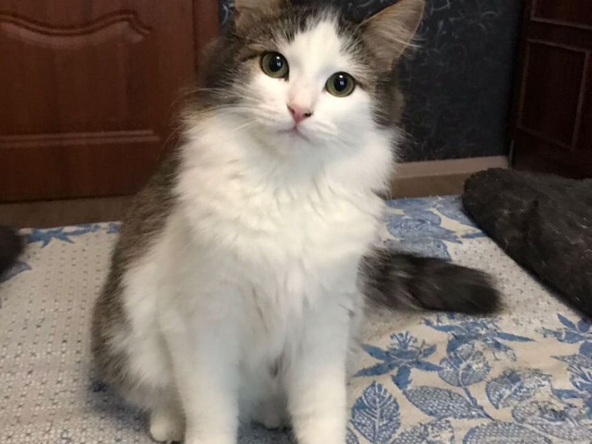 Милая Плюша в добрые руки