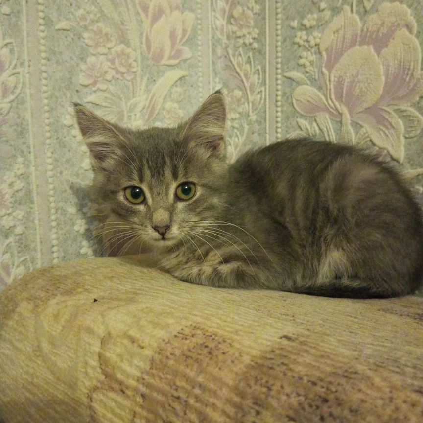 Отдам котëнка в добрые руки
