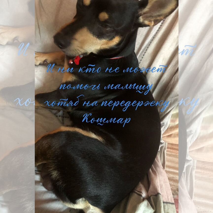 Отдам собаку в добрые руки щенок