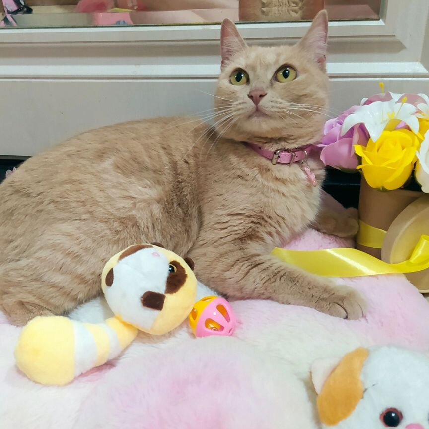 Котенок, девочка 9 мес)