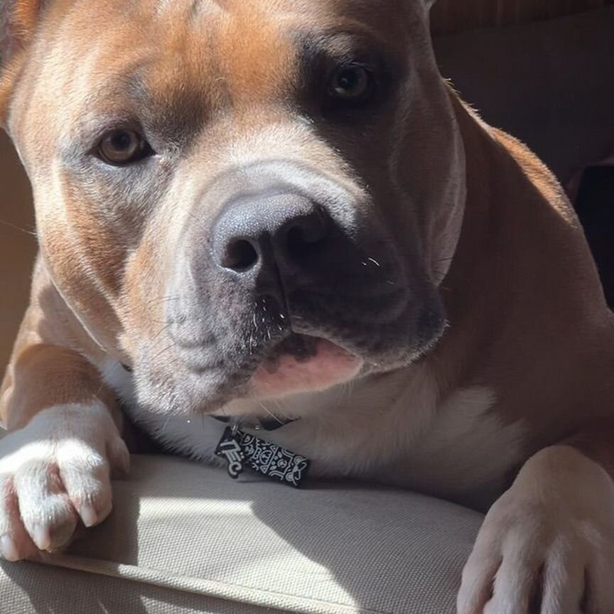 Американский булли вязка