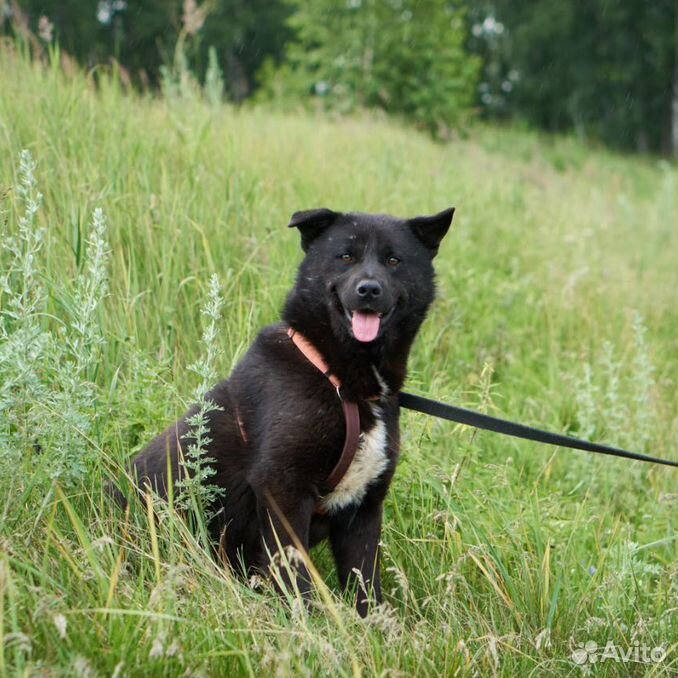 Добрый плюшевый мальчик ищет дом