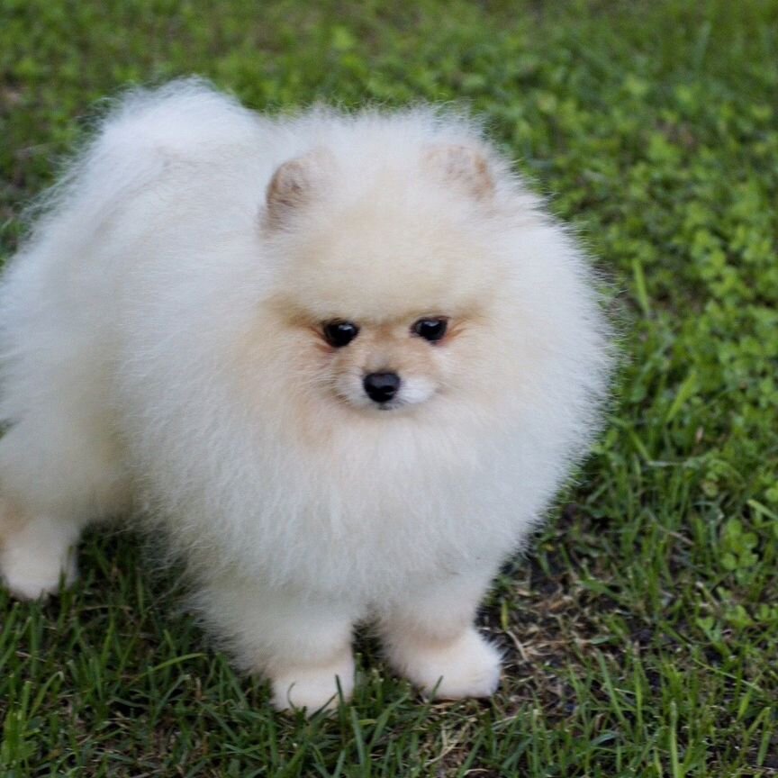 Шпиц померанский