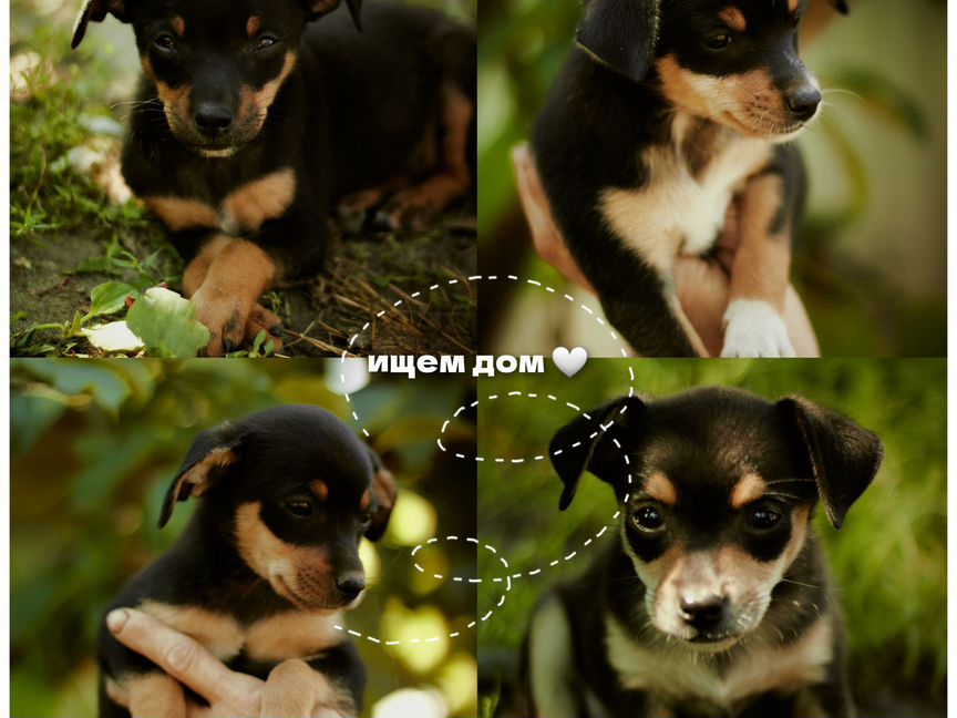 Той-терьер щенки