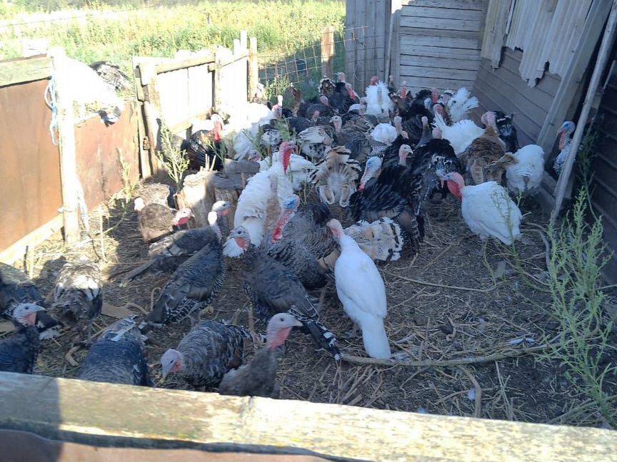 Индюки индюшата