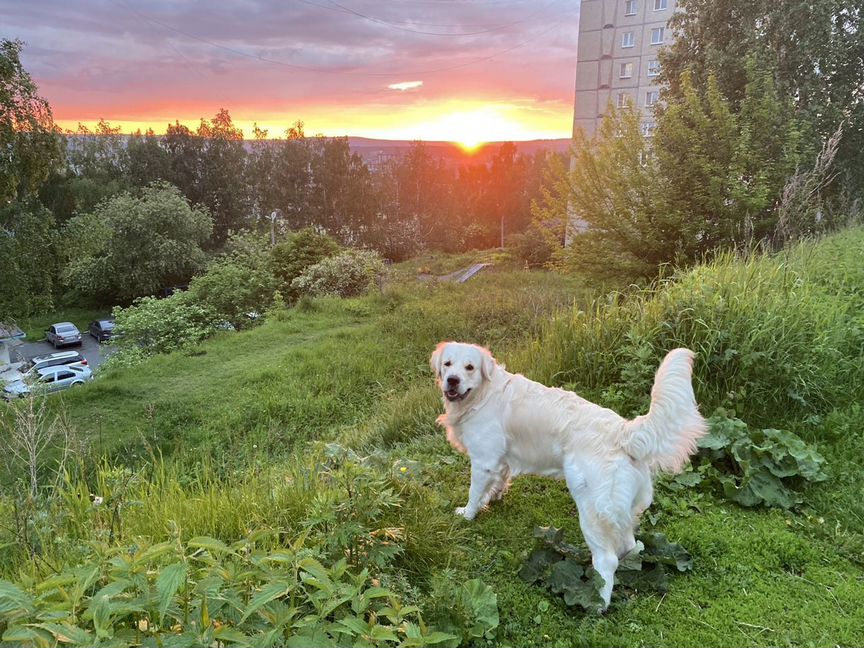 Вязка золотистый ретривер