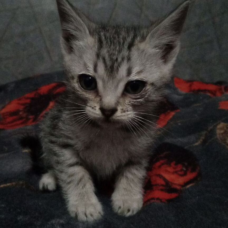 Мейн-кун котёнок