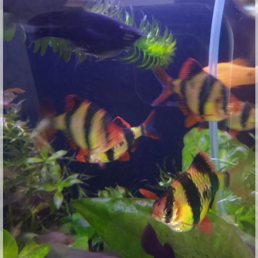 Аквариумные рыбки