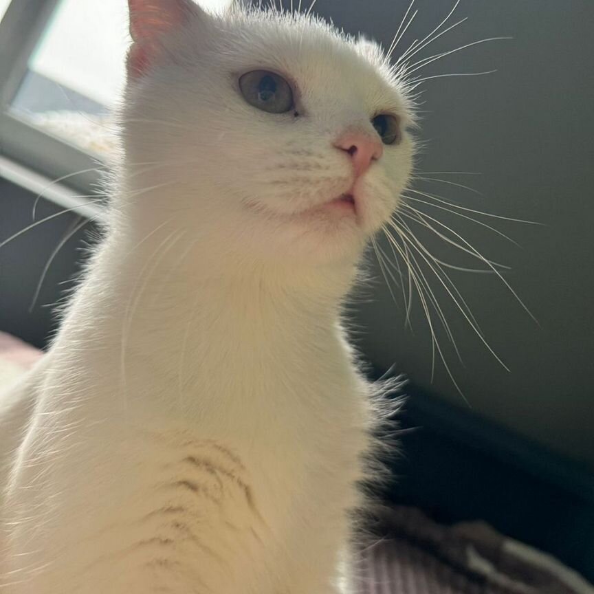 Белая гладкошерстная кошечка