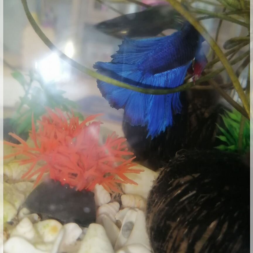 Петрушки девочка и мальчик