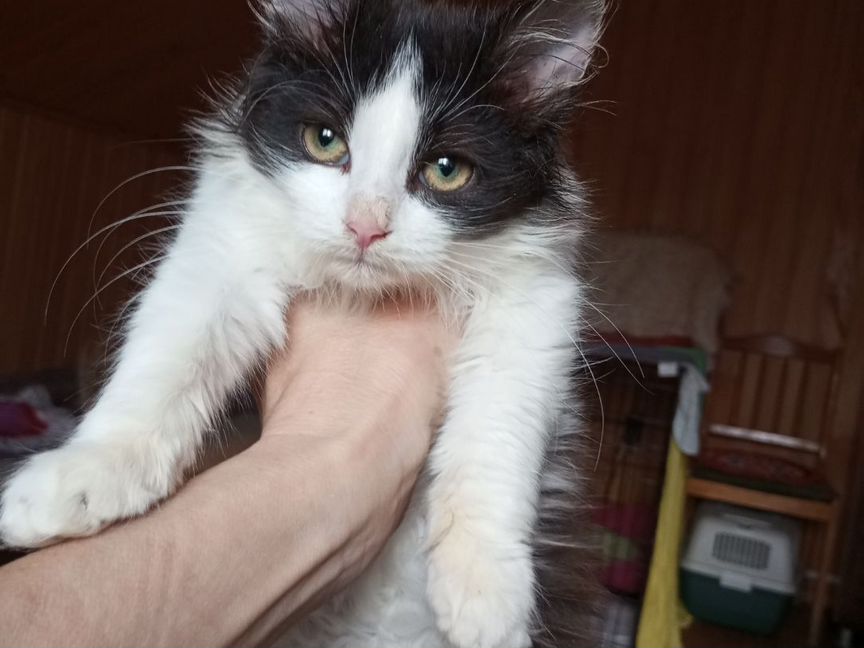 Котенок