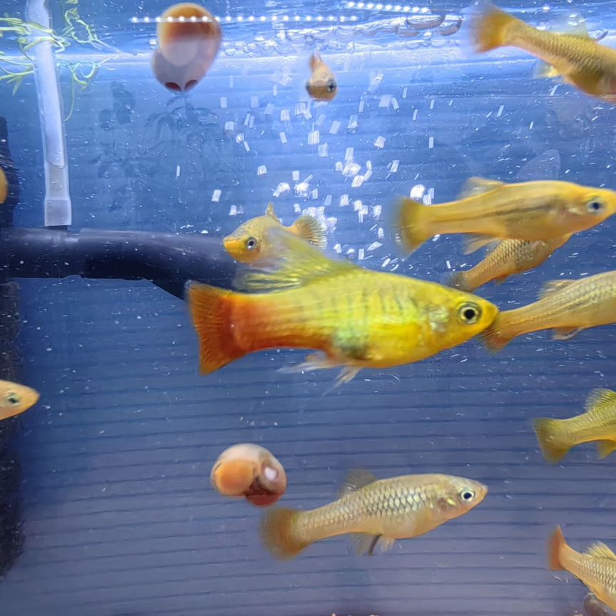 Пецилия мультиколор и растения