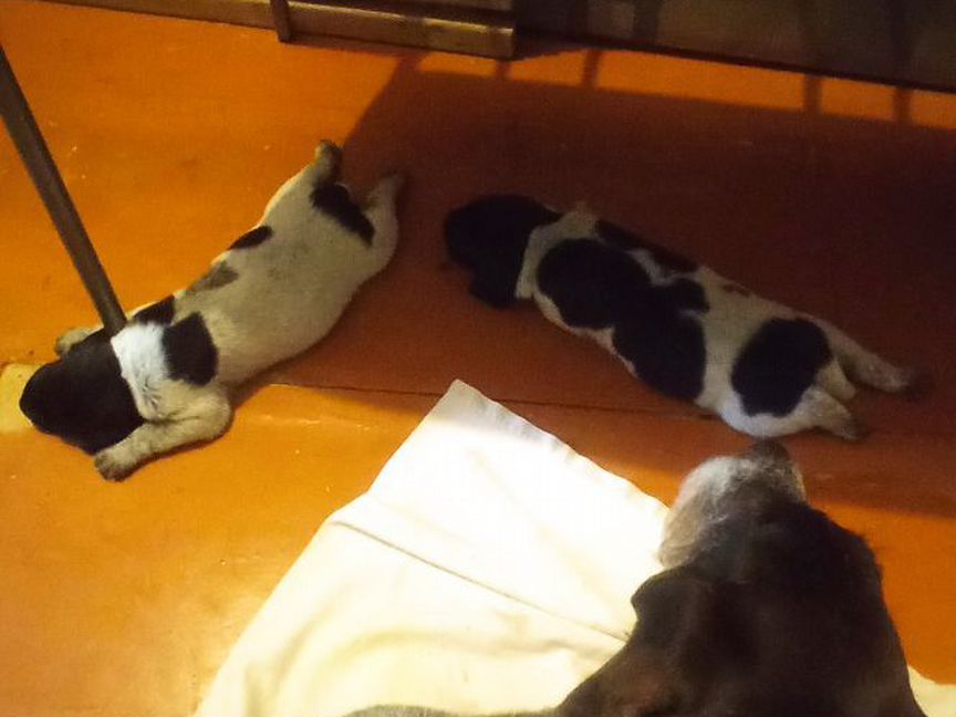 Щенки дратхаара