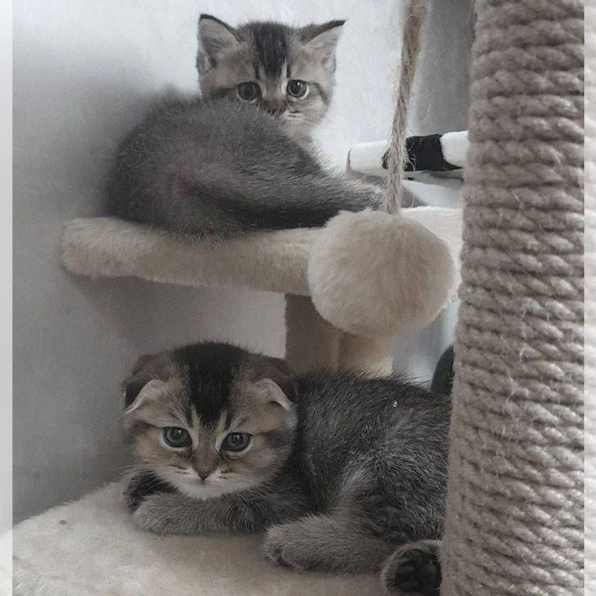 Шотландские котята