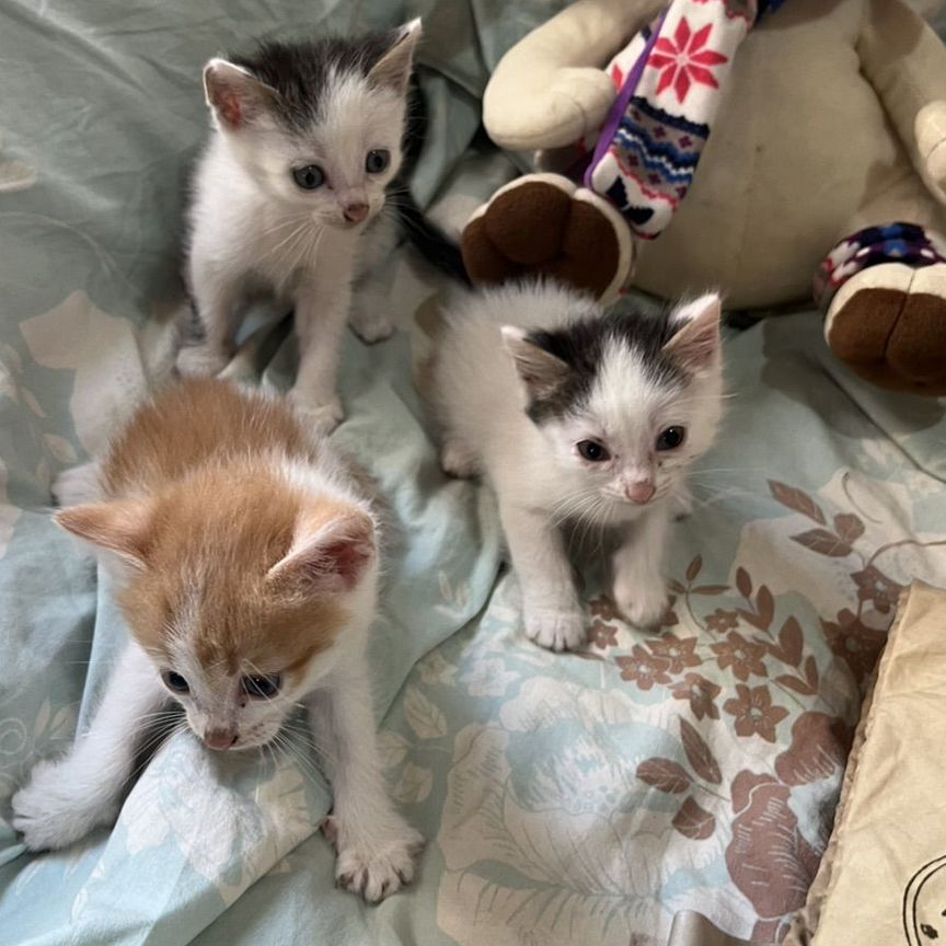 Котята сибирская кошка