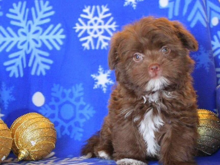 Мини, micro мальтипу