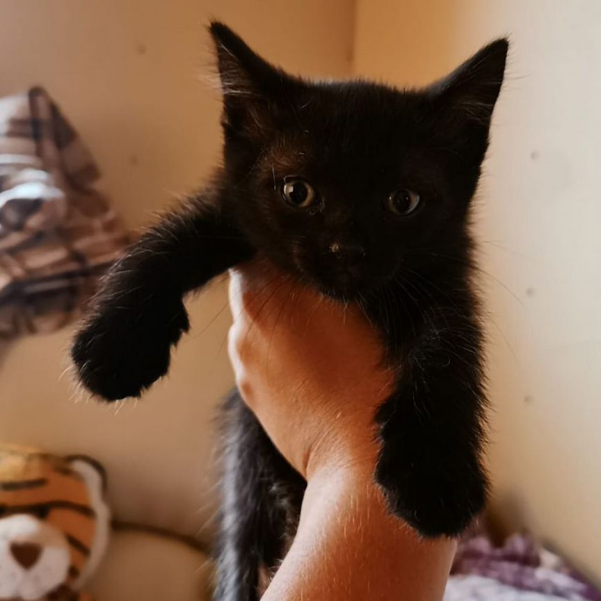 Отдадим в заботливые руки котят
