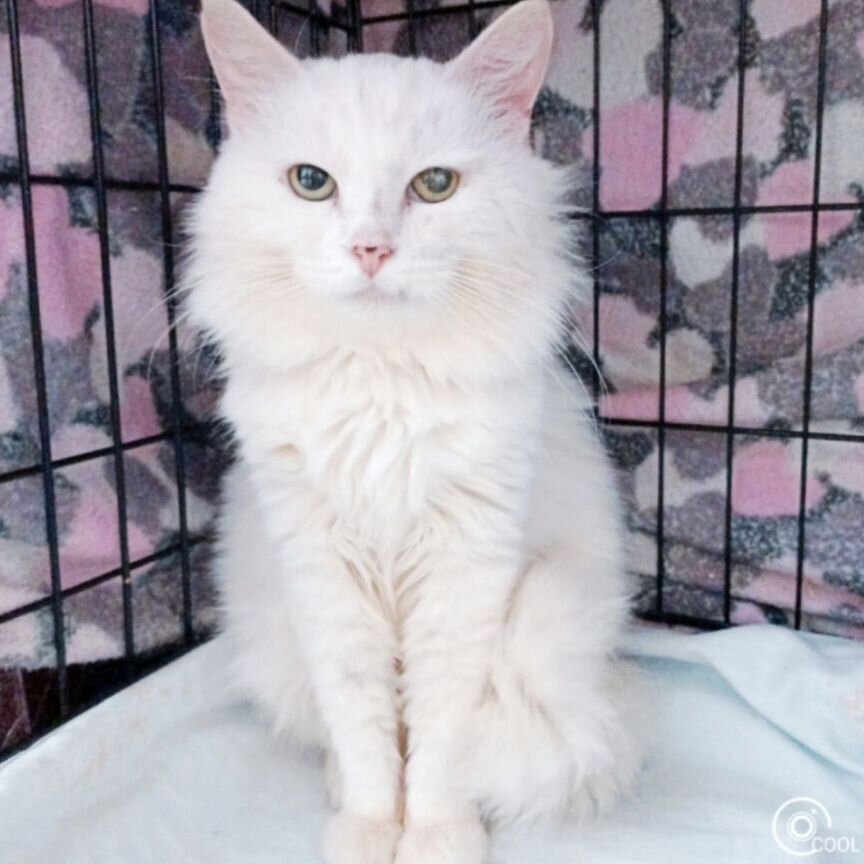 Котик Снежок