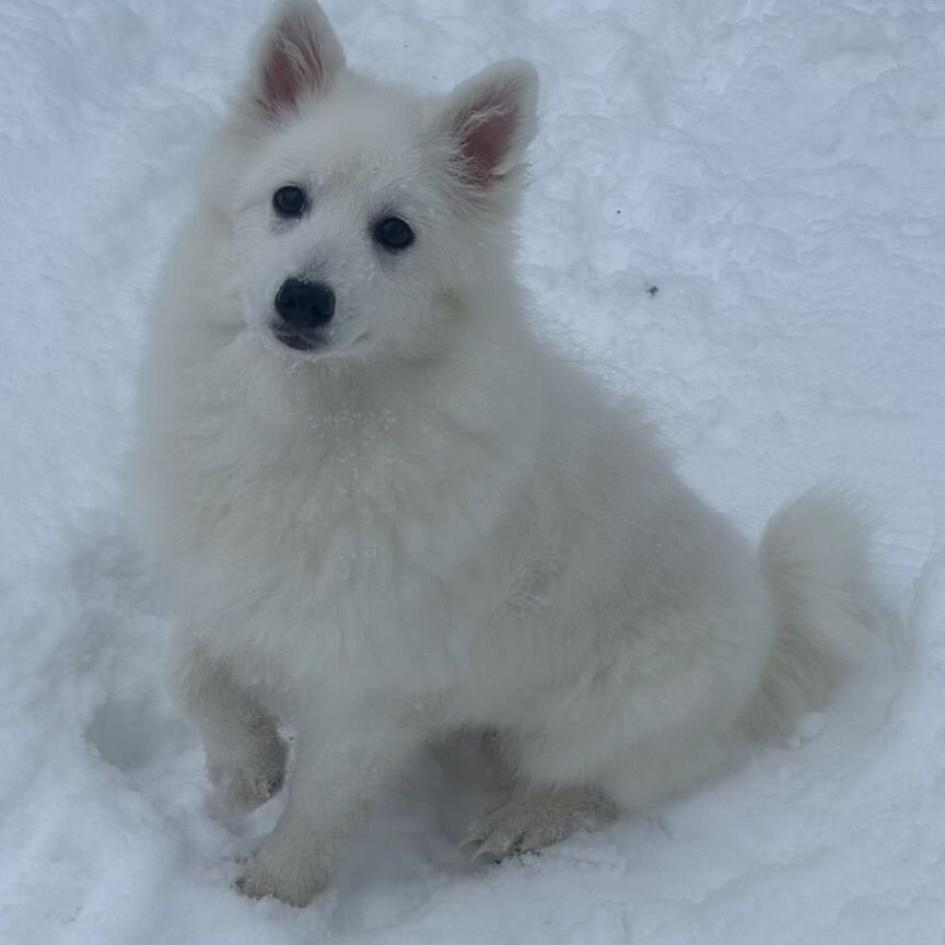Японский шпиц, щенок