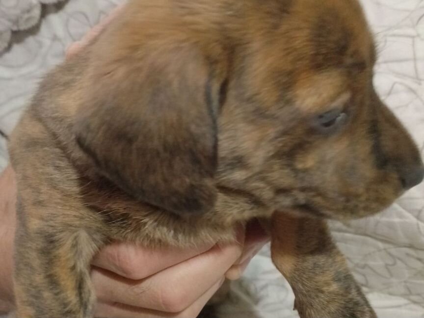 Щенок таксы в добрые руки