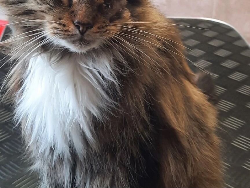 Кошка - одноглазка