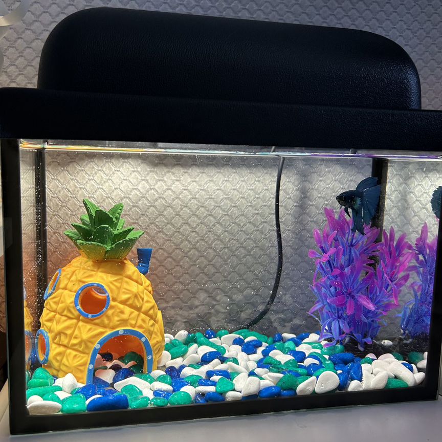 Аквариум для рыбки петушка с декором