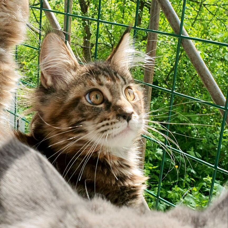 Кошечка мейн-кун