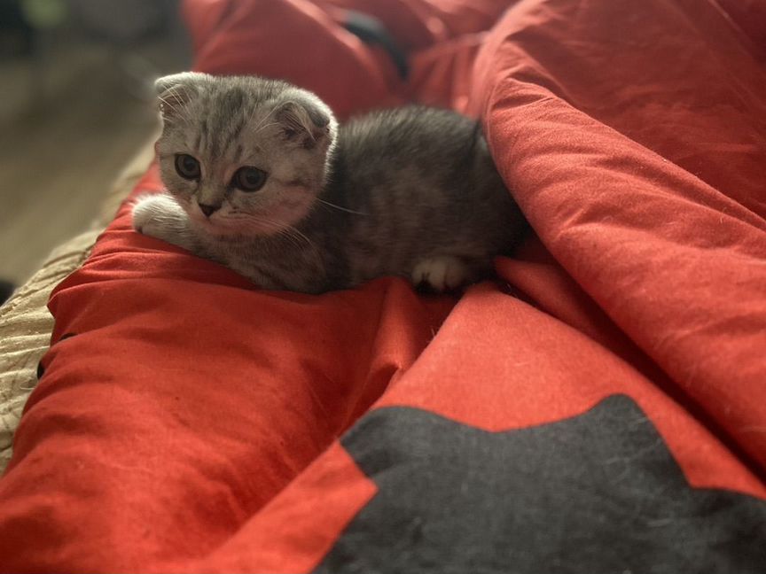 Шотландская вислоухая кошка
