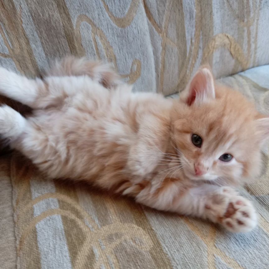 Котята в добрые руки бесплатно мальчик и девочка