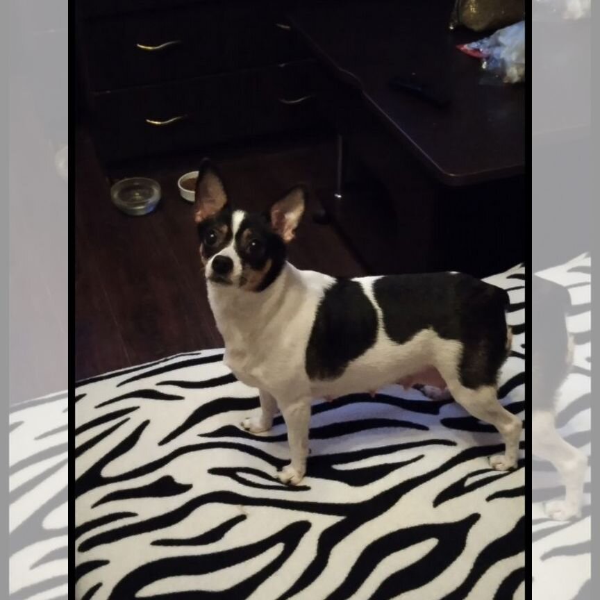 Русский той-терьер, щенок