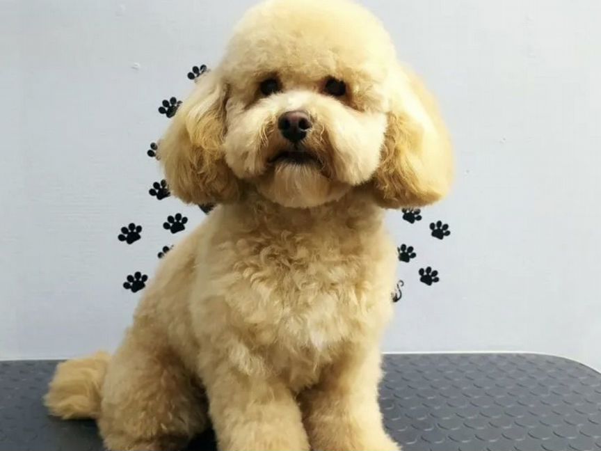 Той-пудель вязка