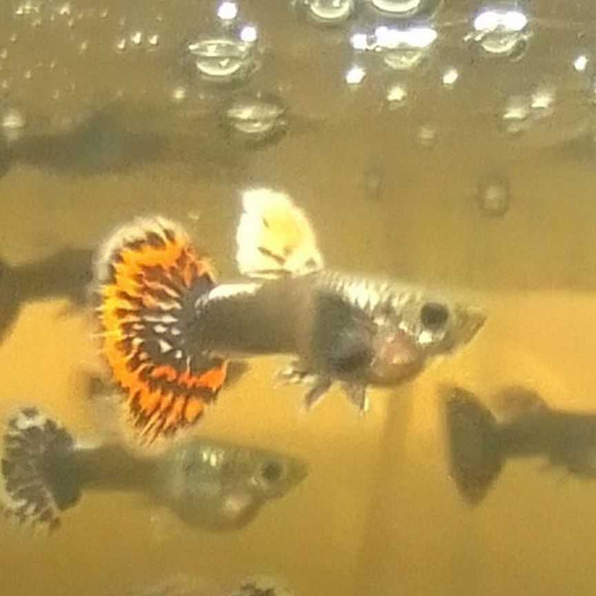 Гуппи Дамбо мазайка слоновье ухо