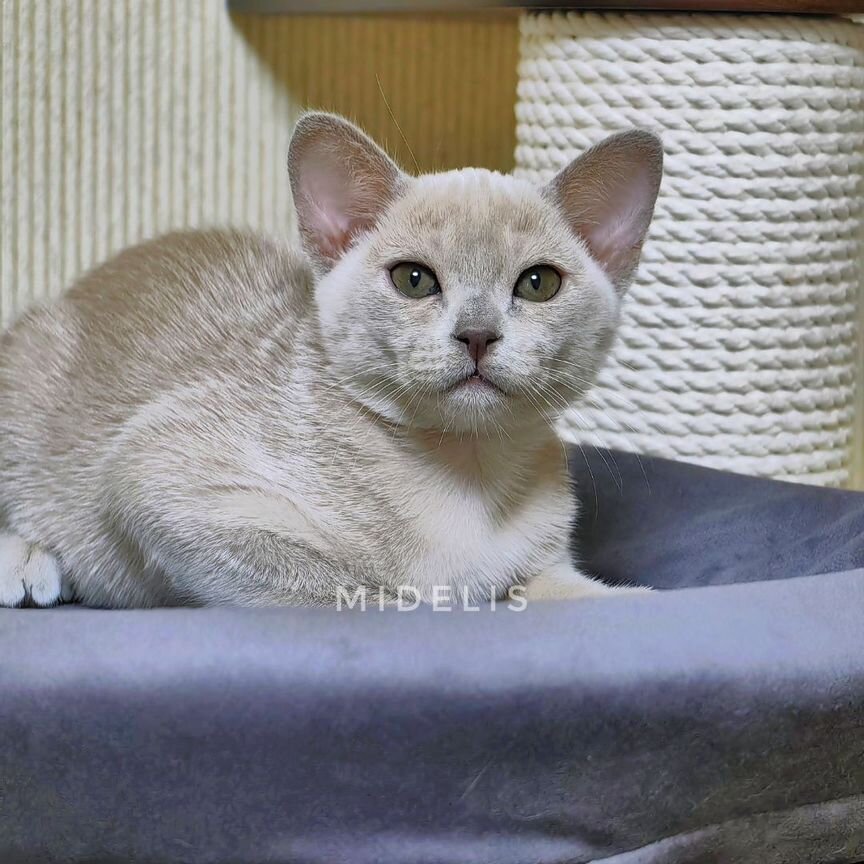 Бурманские котята WCF