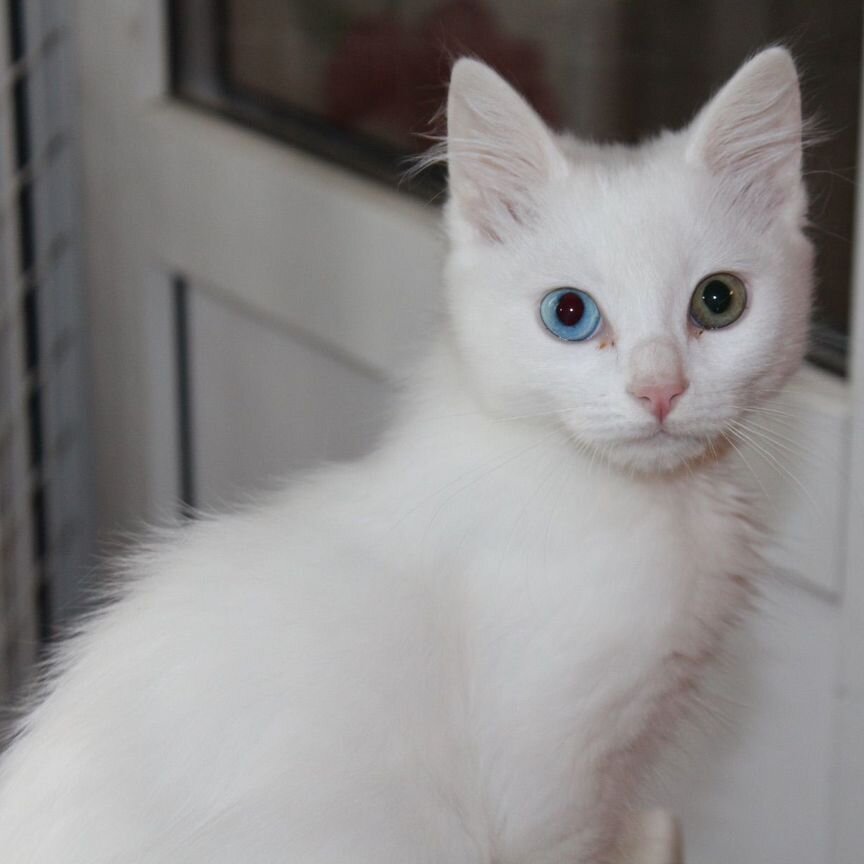 Курильский бобтейл длинношёрстный котёнок