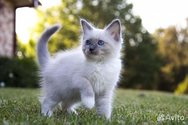 Котик Рэгдолл