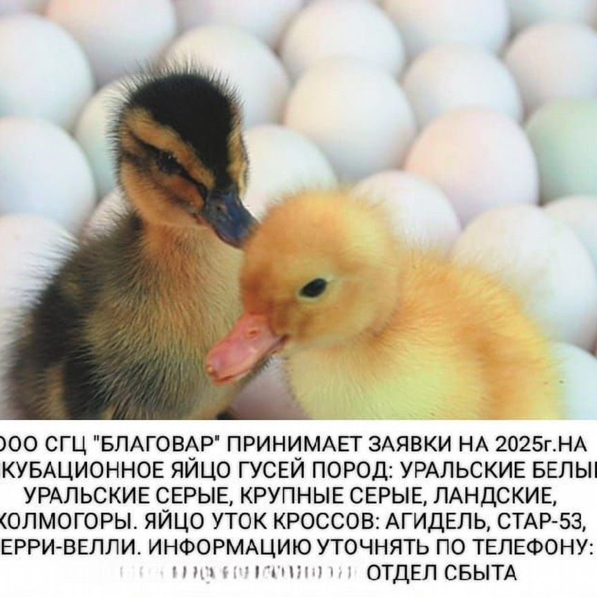 Утки и Гуси, Яйцо утиное и гусиное