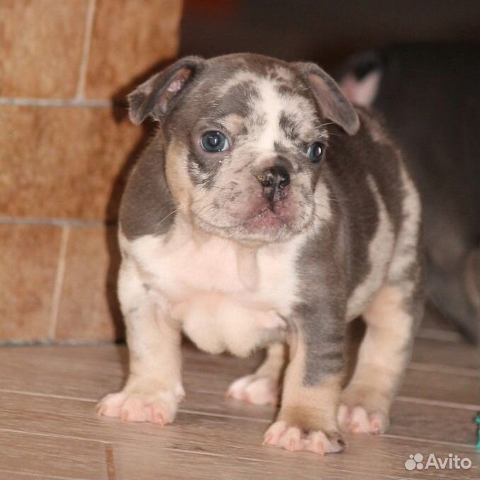 Француженка супер качество