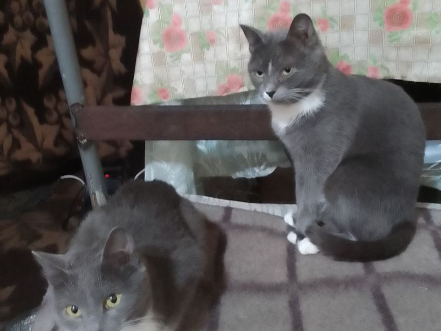 Русская голубая кошка