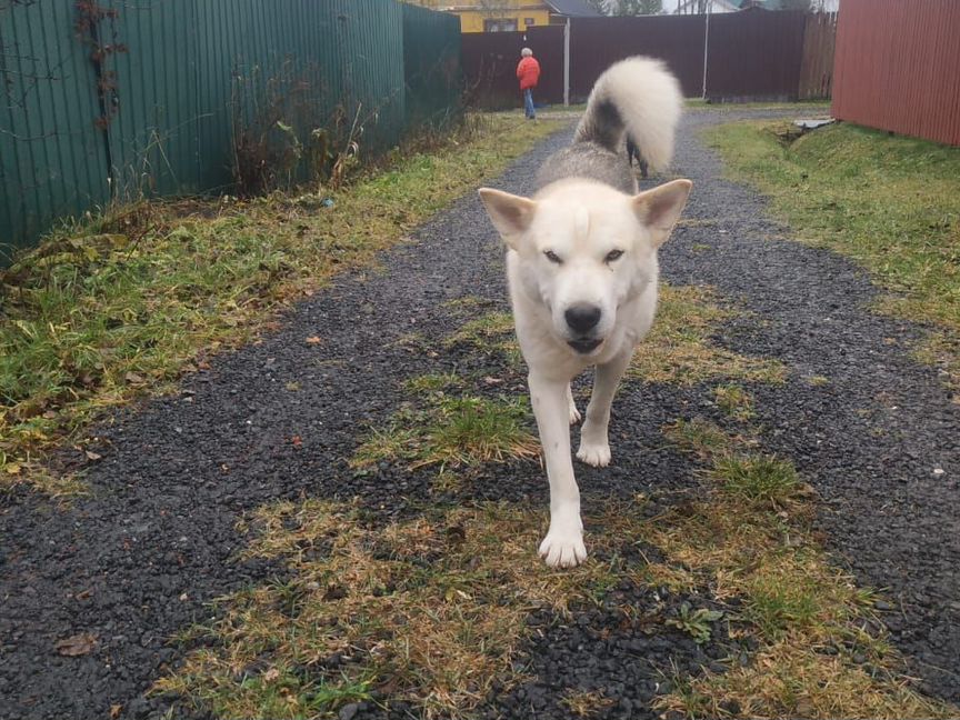 Собака в добрые руки отдам бесплатно